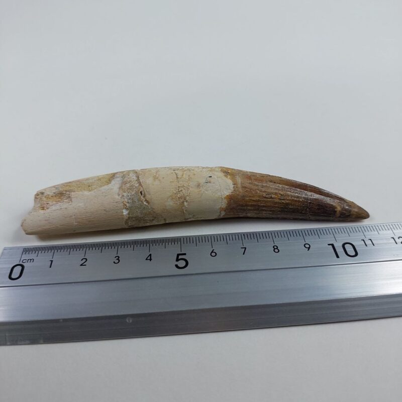 4.3" Spinosaurus Fossil Tooth Dinosaur 100 miilion Years Old | FossilPaleo