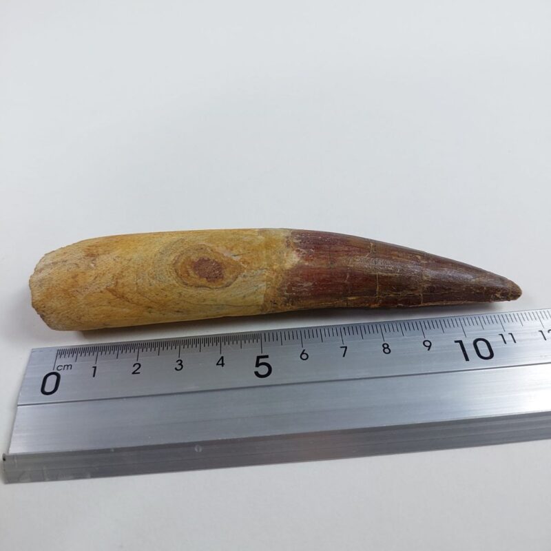 4.7" Spinosaurus Fossil Tooth Dinosaur 100 miilion Years Old | FossilPaleo