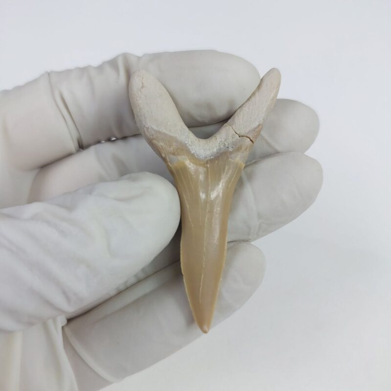 2.3" Shark Tooth Scapanorhynchus (Goblin Shark) specimen | FossilPaleo