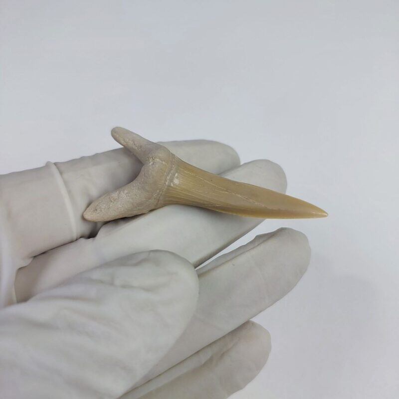 1 9 Shark Tooth Scapanorhynchus Goblin Shark Specimen Fossilpaleo