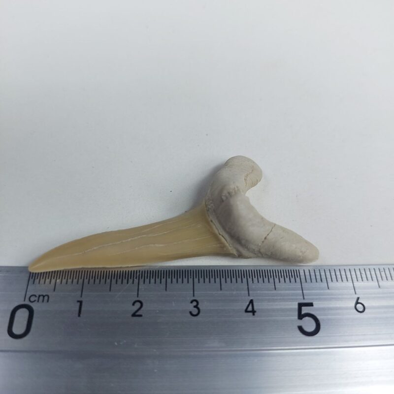 1.9" Shark Tooth Scapanorhynchus (Goblin Shark) specimen | FossilPaleo