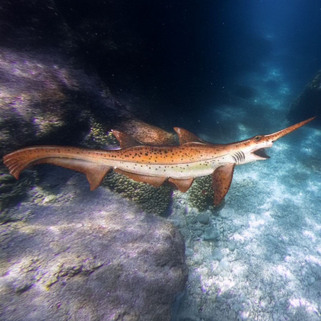 Scapanorhynchus Fossils | Original Fossils for Sale