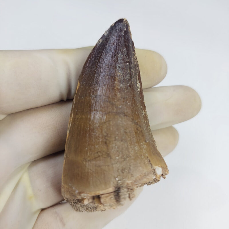 Incredible Baby Mosasaur Skull paleontology fossils jurassic world ...