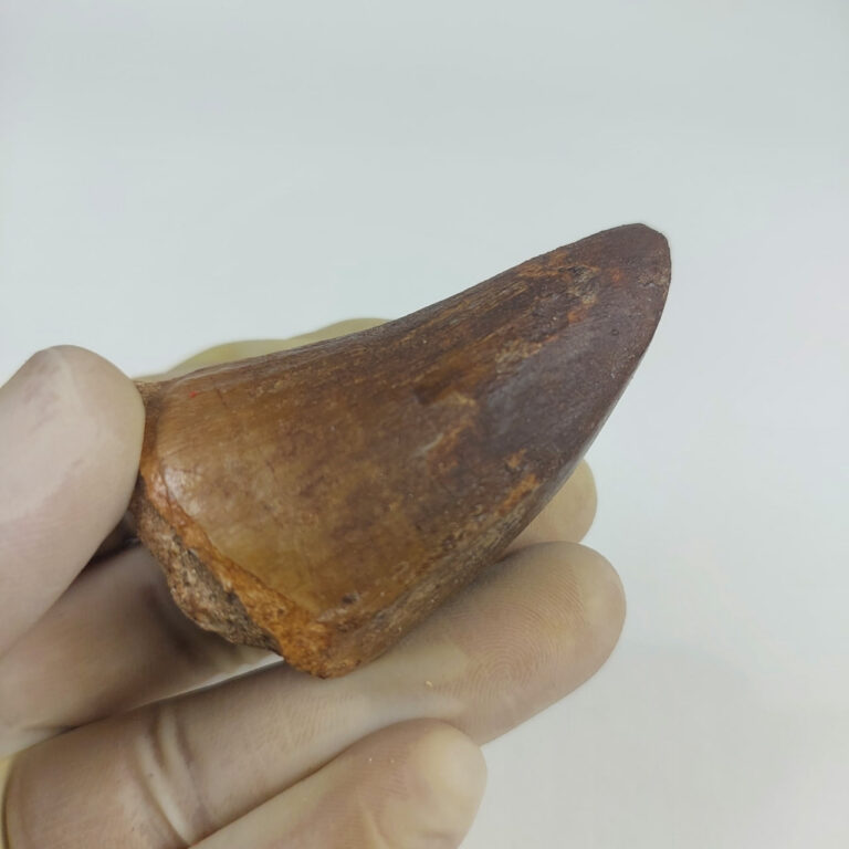 2" Mosasaurus Tooth Fossil Cretaceous Morocco Dinosaur | FossilPaleo