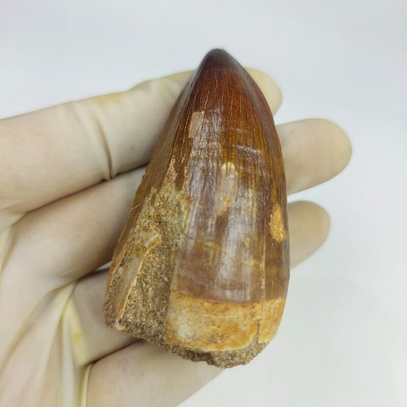 Rare Prognathodon Anceps Tooth Mosasaurus Fossils | FossilPaleo