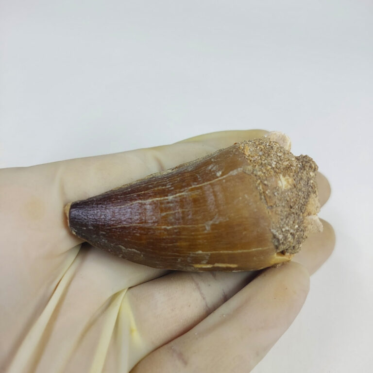 2.4" Mosasaurus Tooth Original Moroccan Fossil | FossilPaleo