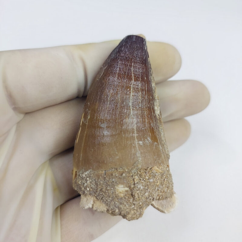 2.4" Mosasaurus Tooth Original Moroccan Fossil Cretaceous | FossilPaleo