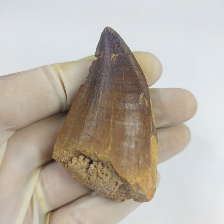 2.7" Mosasaurus Tooth Fossil Cretaceous Morocco Dinosaur | FossilPaleo