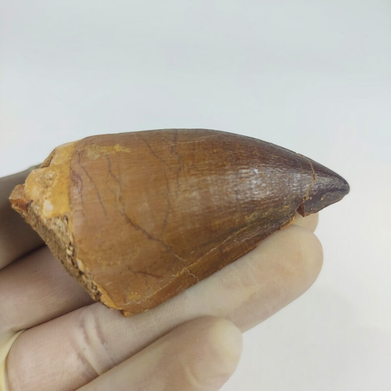 2.7" Mosasaurus Tooth Fossil Cretaceous Morocco Dinosaur | FossilPaleo