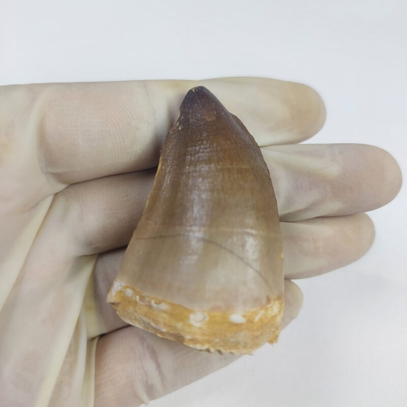 2.1" RARE Mosasaurus Tooth Cretaceous Dinosaur Fossilized | FossilPaleo