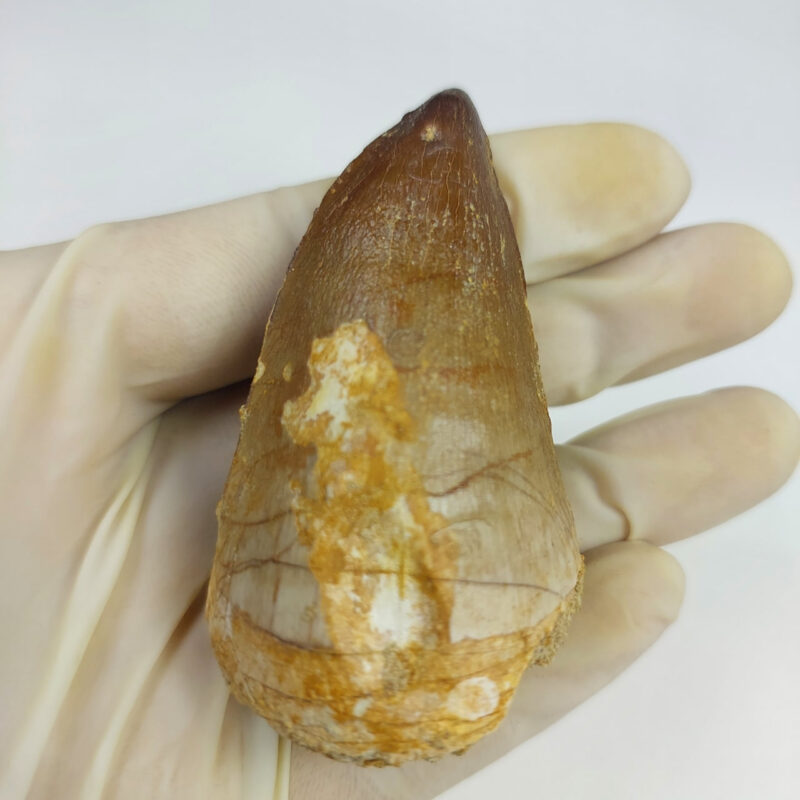 Mosasaurus Tooth Rare Fossils Prognathodon Anceps | FossilPaleo
