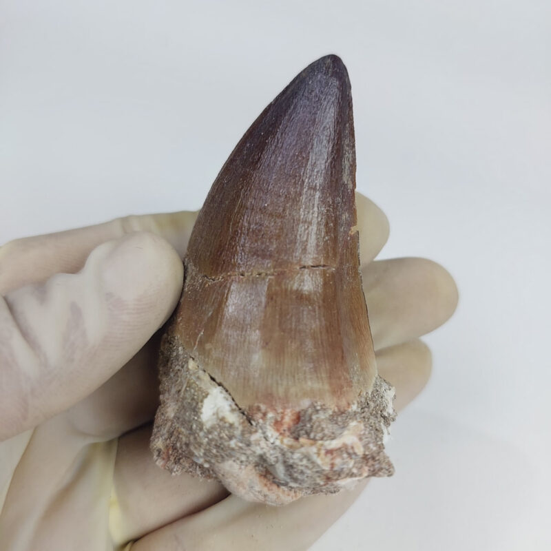 2.9" Great Mosasaurus Prognathodon sp Tooth Fossil Cretaceous | FossilPaleo