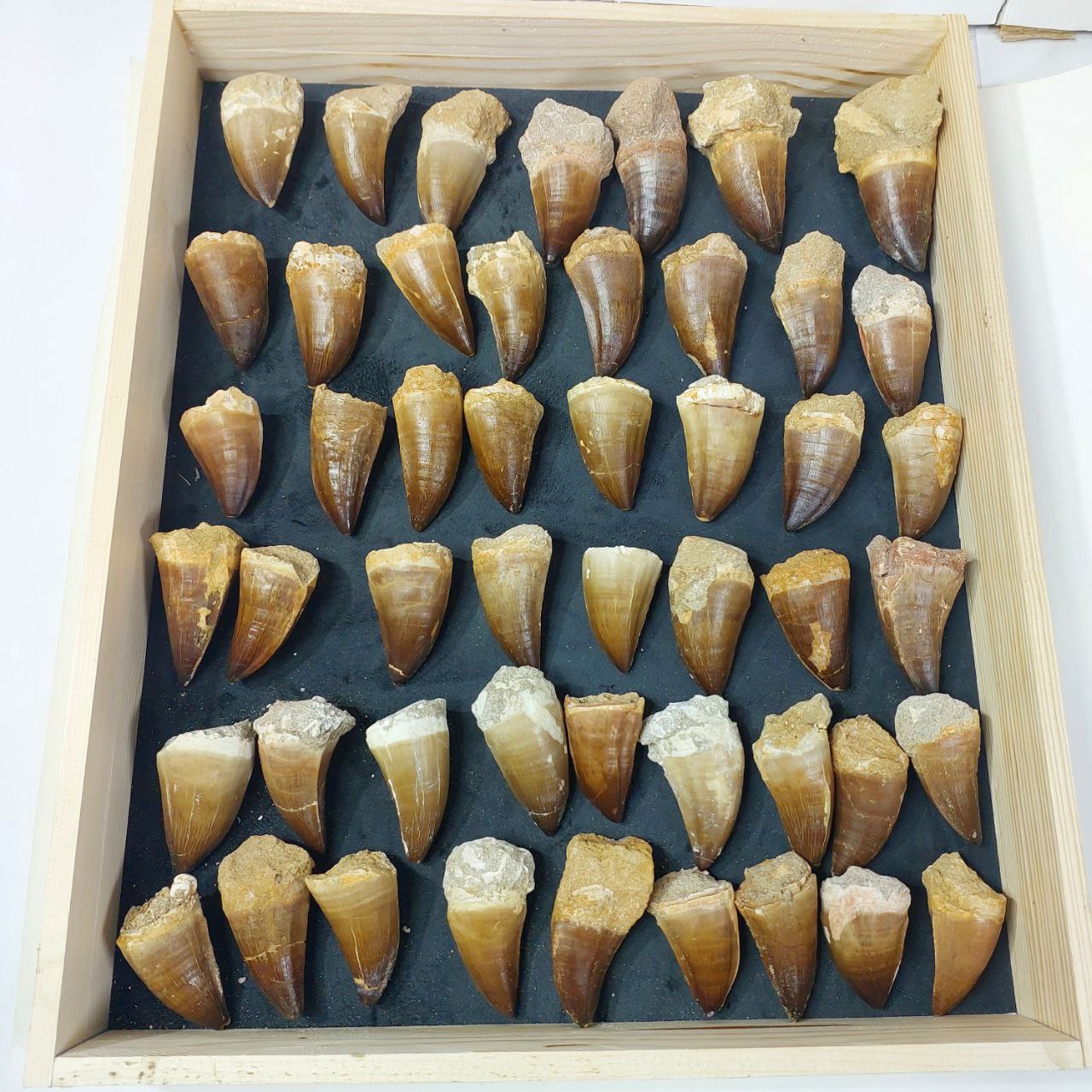 Prognathodon Anceps | Original Fossils for Sale