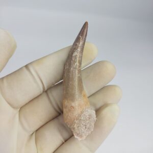 Plesiosaur Teeth | Original Fossils for Sale