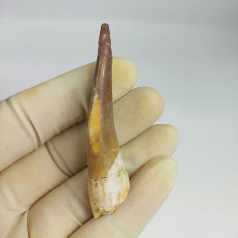 Plesiosaur Teeth | Original Fossils for Sale