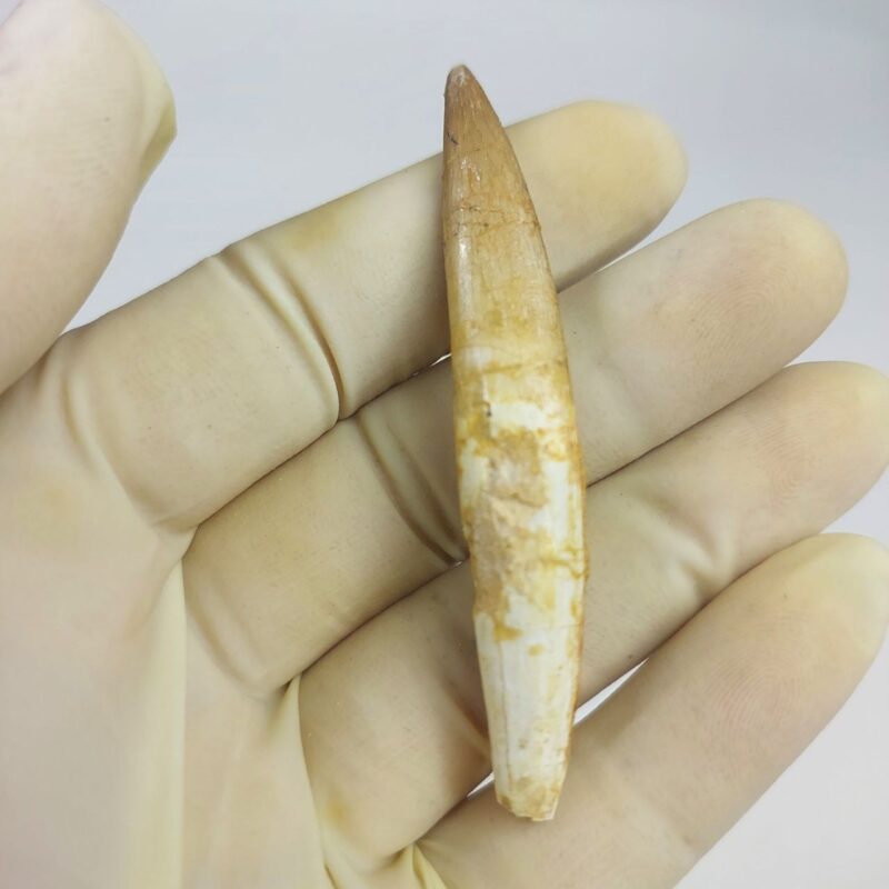 Plesiosaur Tooth Extinct Marine Reptile zarafasaura specimen 2.5 ...