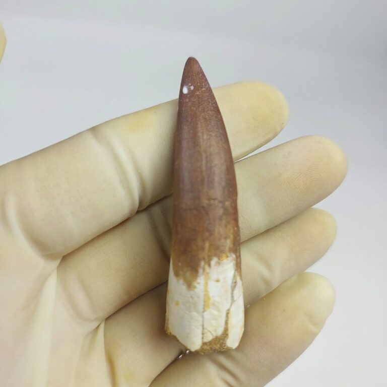 Plesiosaur Teeth | Original Fossils for Sale