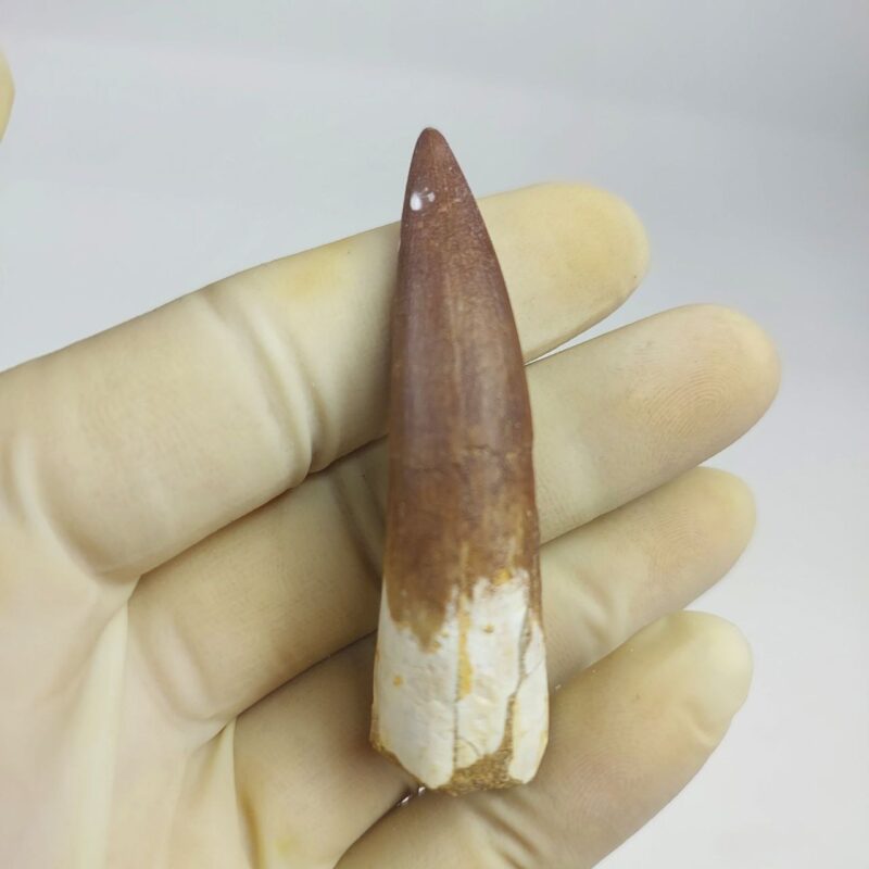 Plesiosaur Teeth | Original Fossils for Sale