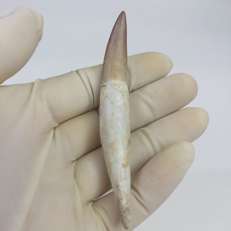 FOSSIL BULK Plesiosaur teeth in Matrix 1.6" - 2.6" Wholesale | FossilPaleo