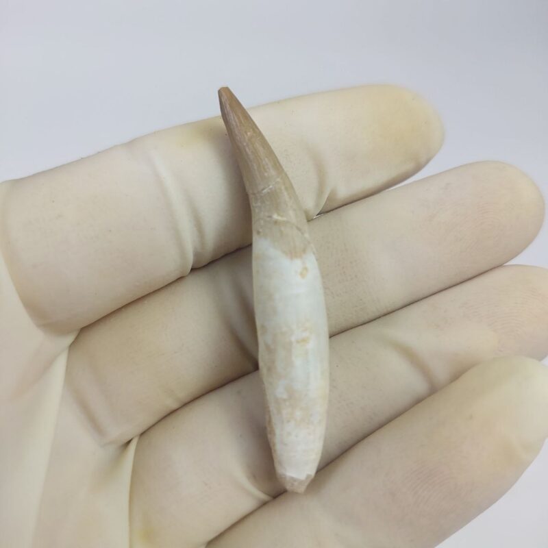 Plesiosaur Teeth | Original Fossils for Sale