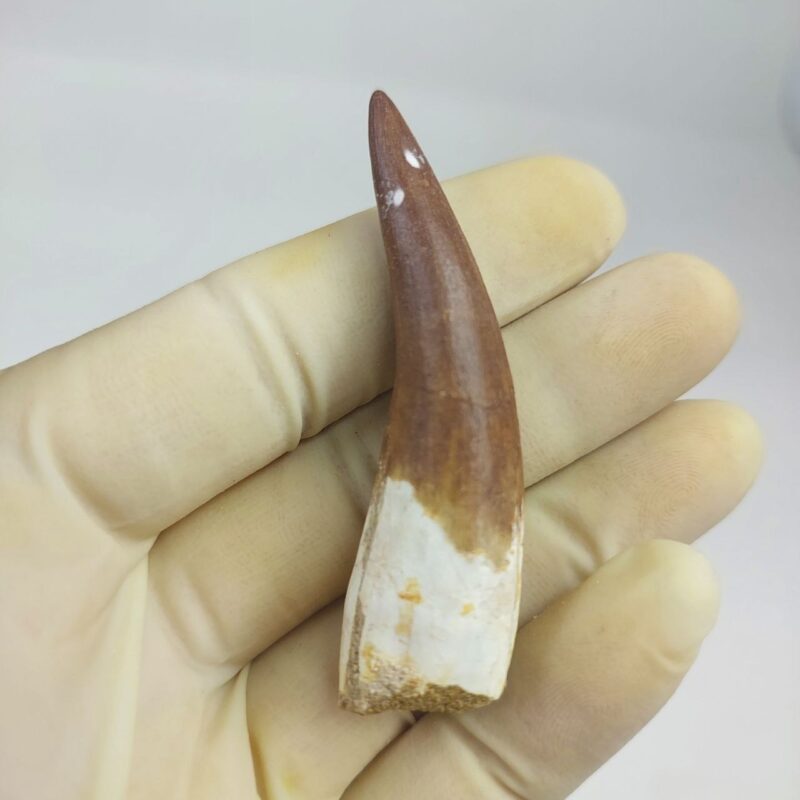 Plesiosaur Teeth | Original Fossils for Sale