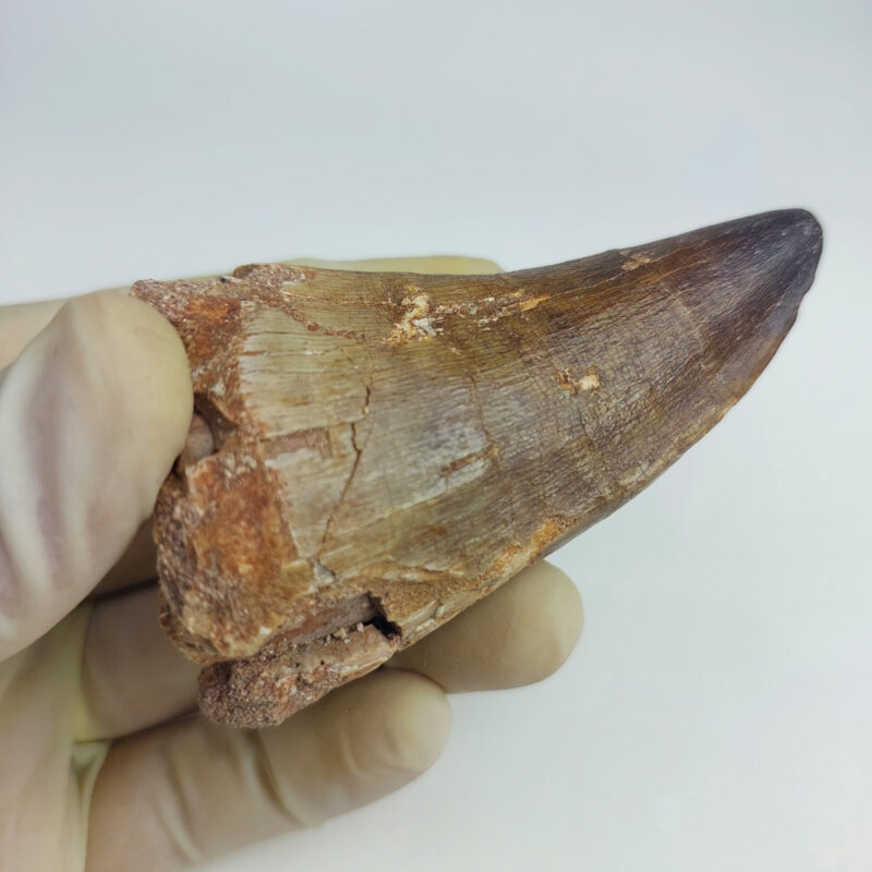 2.9" Mosasaurus Prognathodon sp Tooth Fossil Late Cretaceous | FossilPaleo