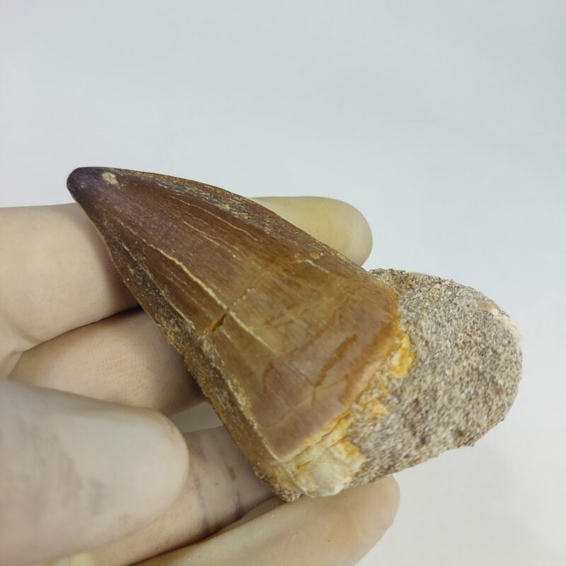 2.5" Awesome Mosasaurus Tooth Original Moroccan Fossil | FossilPaleo