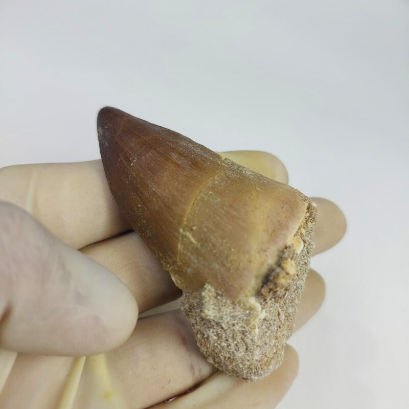 2.5" Awesome Mosasaurus Tooth Original Moroccan Fossil | FossilPaleo