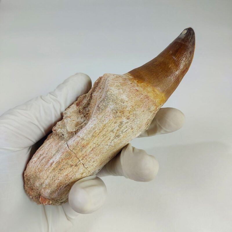 5" Rooted Mosasaurus Tooth For sale Prognathodon Fossil | FossilPaleo