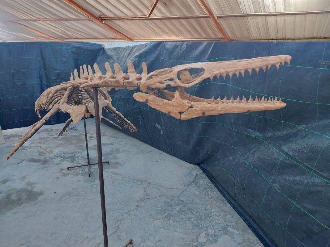 Mosasaur Skeleton 5m Original Fossil 197" Cretaceous Marine Reptile ...