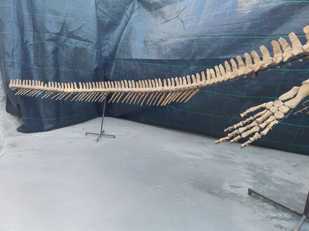 Stunning Mosasaurus Skeleton 5m Original Fossil 197" CRETACEOUS Reptile ...