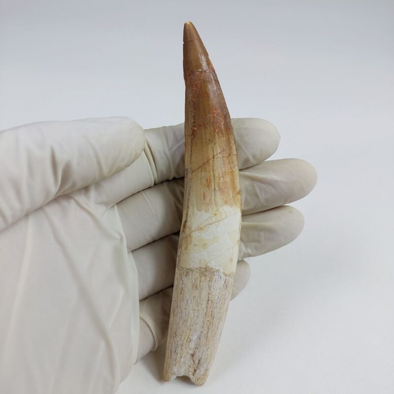 Large Spinosaurus Fossil Tooth Dinosaur Morocco 4.3IN | FossilPaleo