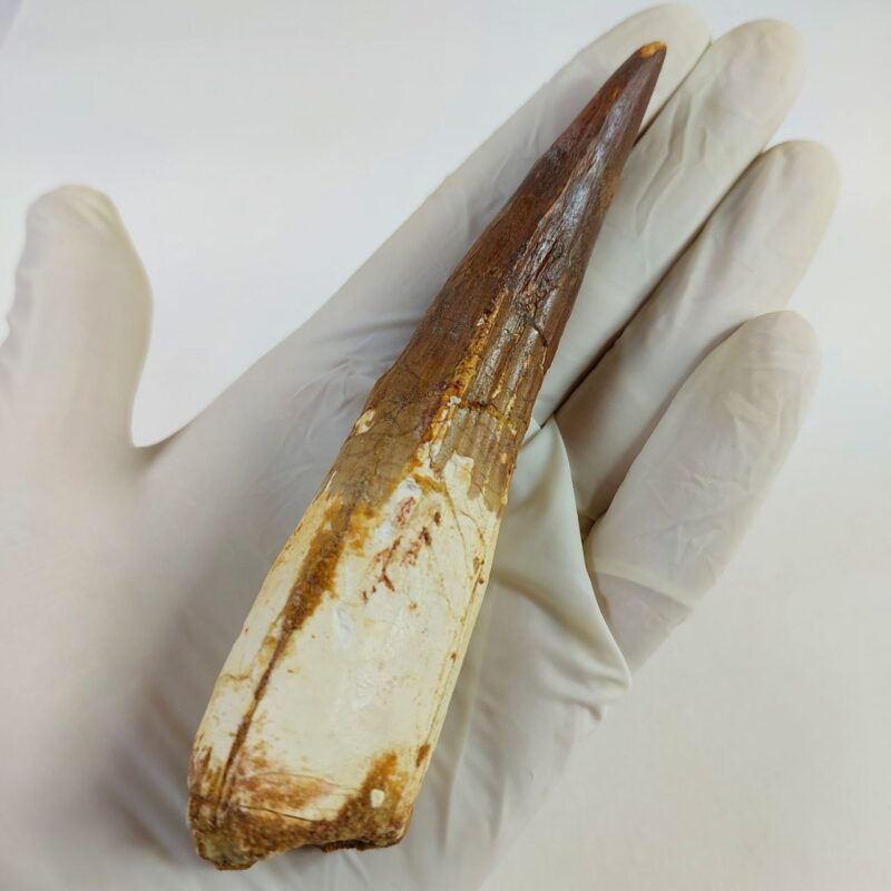 Spinosaurus | Original Fossils for Sale