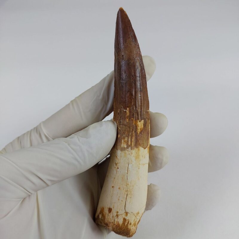 Super HUGE Spinosaurus Fossil Tooth Dinosaur Teeth Morocco 4.7 ...