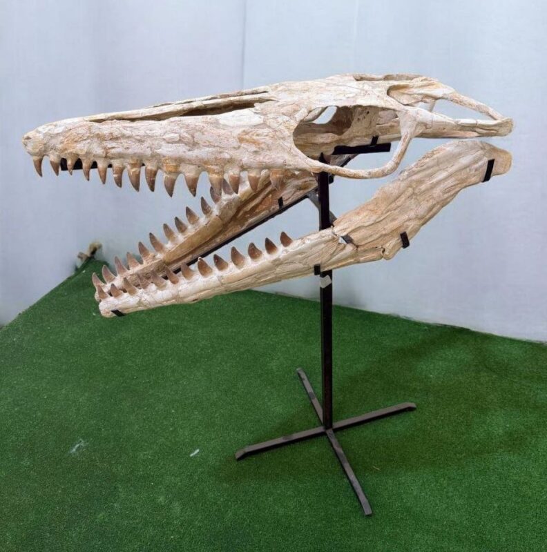 Authentic Mosasaur - Fossil skull - A DEADLY SWIMMING REPTILE 29.9 ...