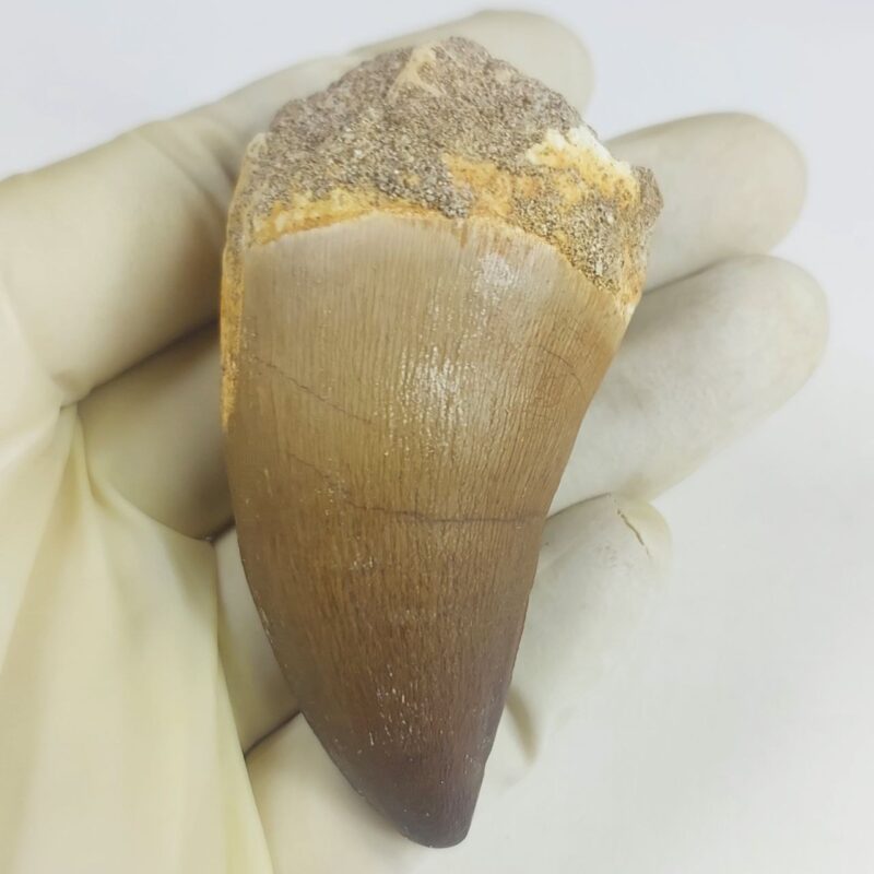 2.4" Rare Mosasaurus Tooth Authentic Prognathodon Fossil | FossilPaleo