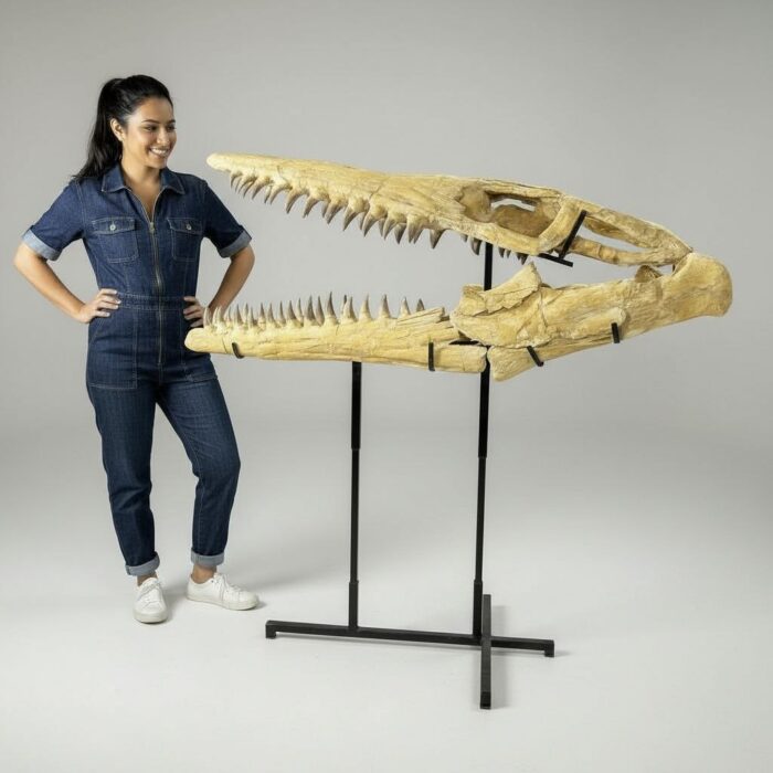 Mosasaurus Fossils | Original Fossils for Sale