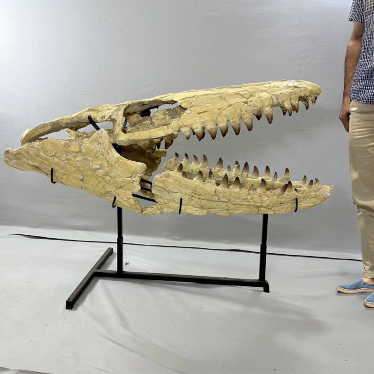 Mosasaurus Fossils | Original Fossils for Sale
