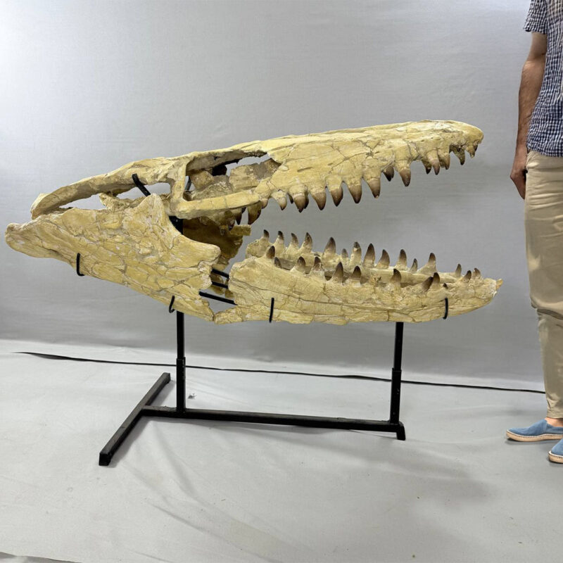 Mosasaurus Skulls | Original Fossils for Sale