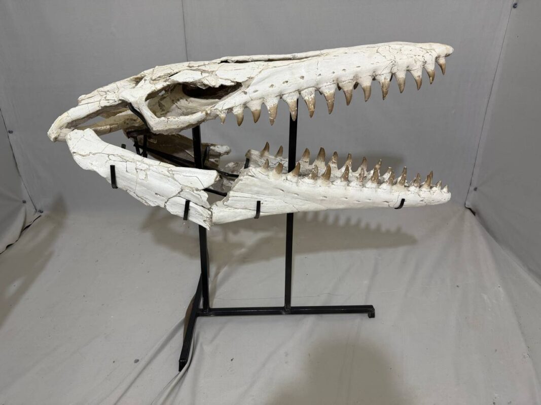 Mosasaurus Skulls | Original Fossils for Sale