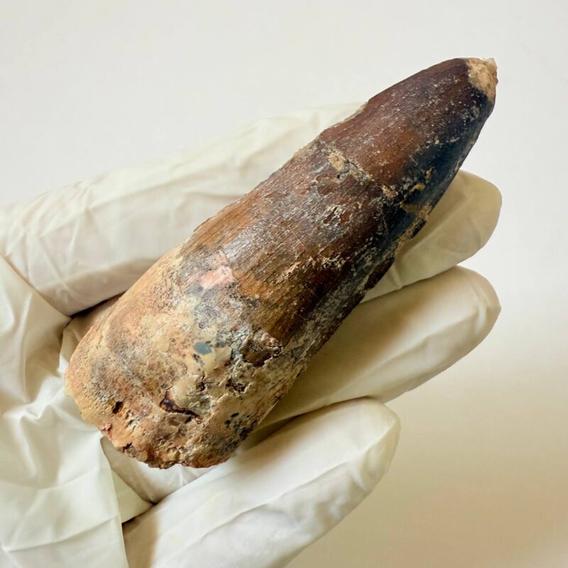 Spinosaurus Predator Tooth – 95 Million-Year-Old Dinosaur Fossil ...