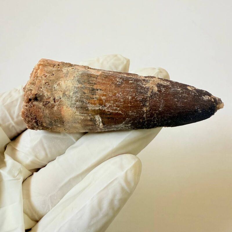 Spinosaurus Predator Tooth – 95 Million-Year-Old Dinosaur Fossil ...