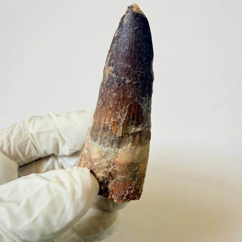 Spinosaurus Predator Tooth – 95 Million-Year-Old Dinosaur Fossil ...