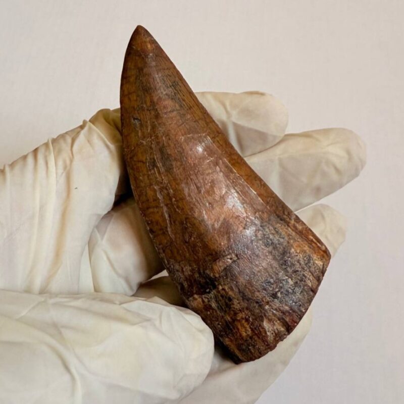 Carcharodontosaurus Dinosaur Tooth Fossil – Rare Late Cretaceous ...