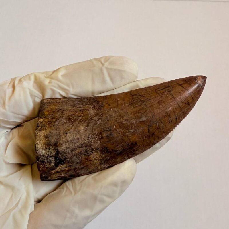Carcharodontosaurus Dinosaur Tooth Fossil – Rare Late Cretaceous ...
