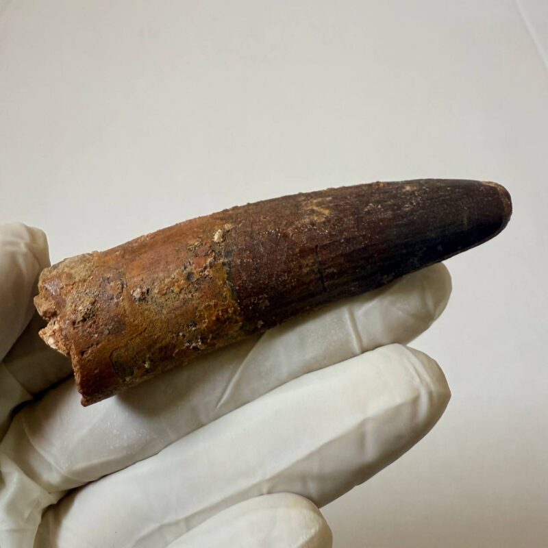 Spinosaurus Predator Tooth – 95 Million-Year-Old Dinosaur Fossil ...