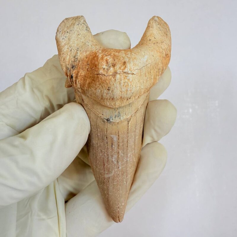 Fossil Shark Tooth - Otodus Obliquus | 3.34 Inches | Excellent Detail ...