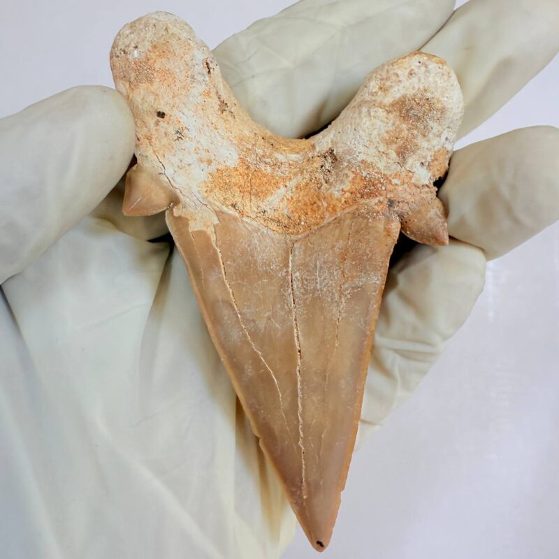 Eocene Shark Tooth: 8 cm Otodus Obliquus | Ancestor to the Megalodon ...