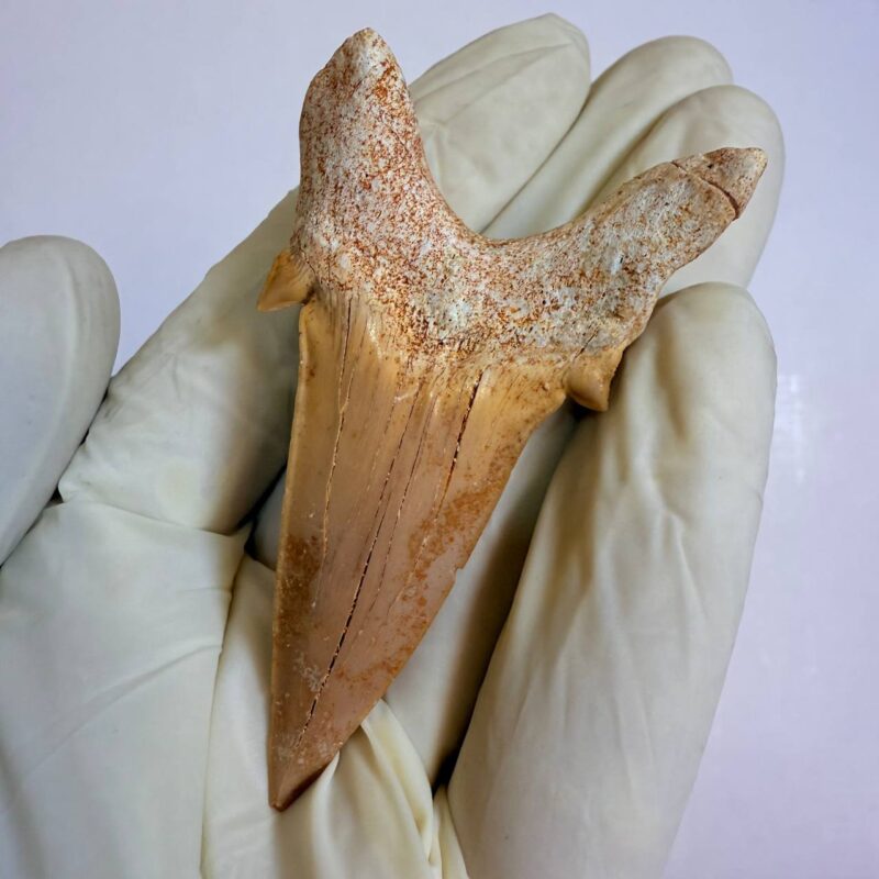 Otodus Obliquus Fossil Shark Tooth – 50 Million Year Old Extinct ...