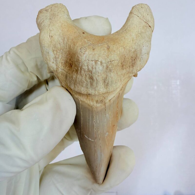 Otodus Obliquus Shark Tooth | High-Quality Complete Specimen | FossilPaleo